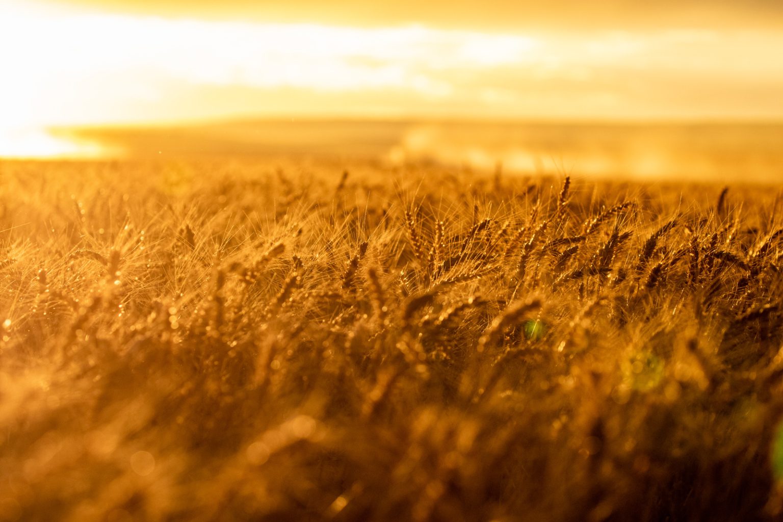 Current grain contracts - CHS Northern Grain