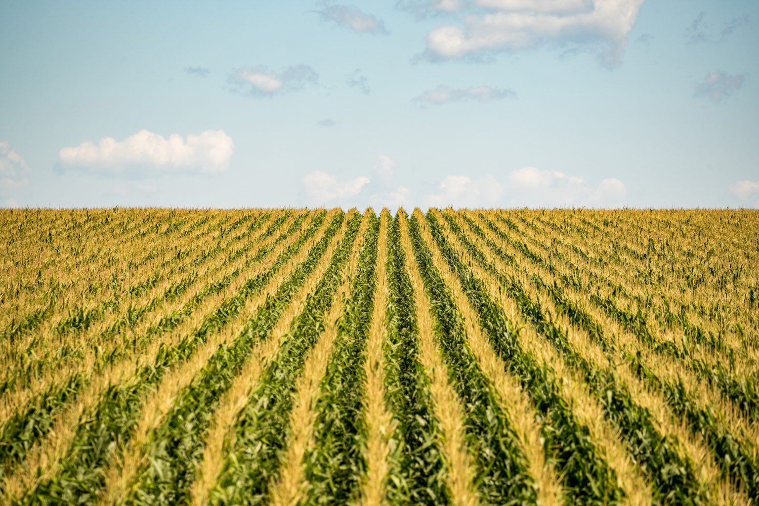 Grain team - CHS Northern Grain